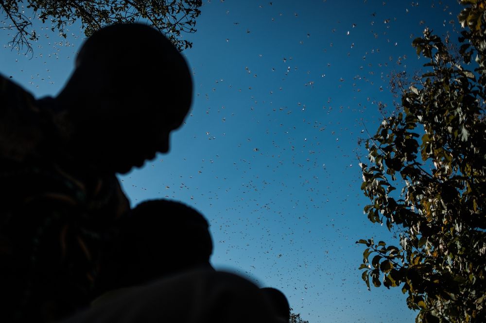 A Much Larger Wave of Locusts Is Threatening East Africa – The Warsan