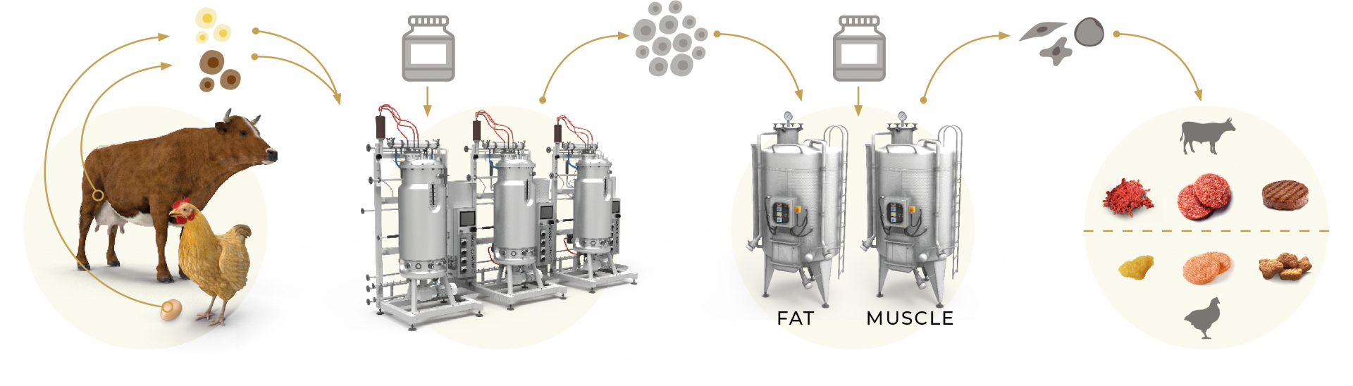 Meat-Tech: Developing Premium Cultivated Meat – The Warsan